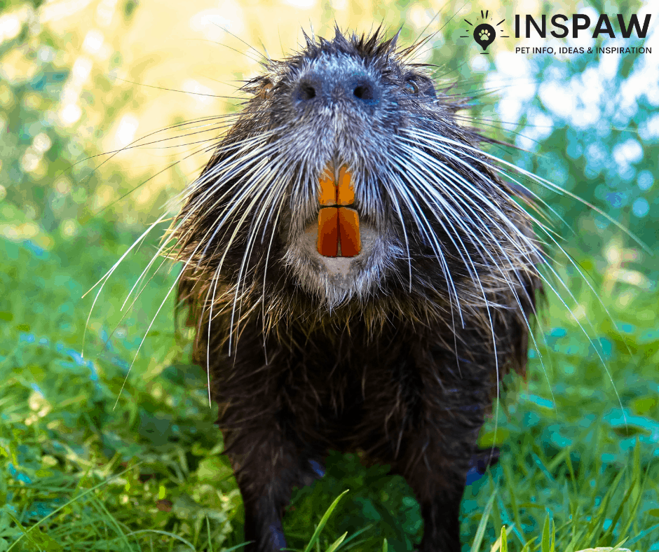 Prickly Pear Pedigree - Are Hedgehogs Rodents? | INSPAW