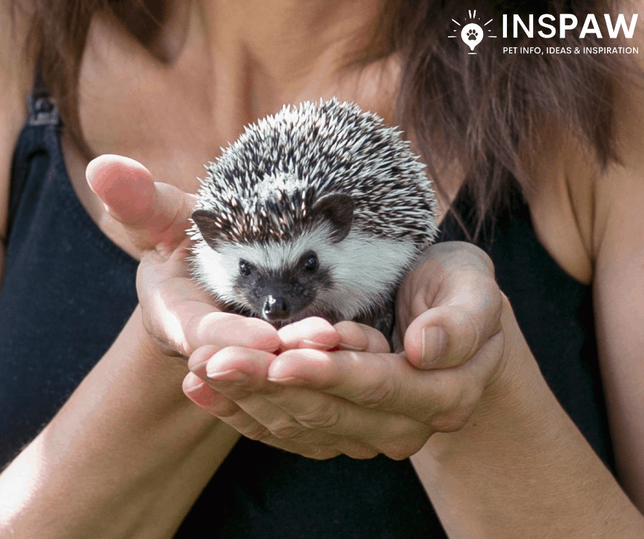 Prickly Pear Pedigree - Are Hedgehogs Rodents? | INSPAW