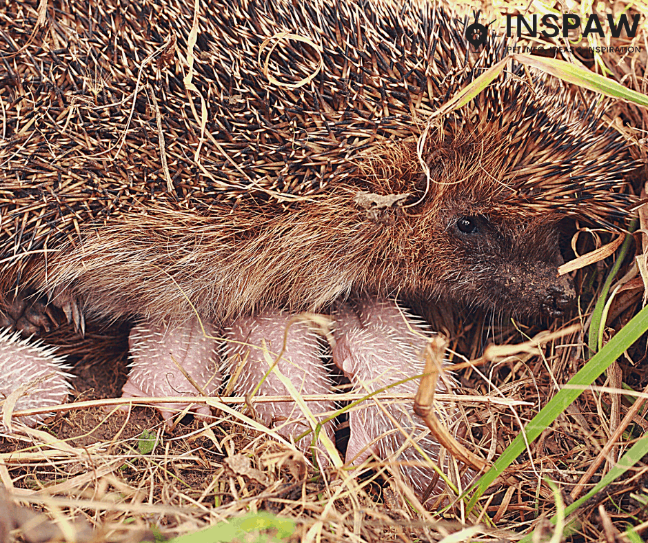 Prickly Pear Pedigree - Are Hedgehogs Rodents? | INSPAW