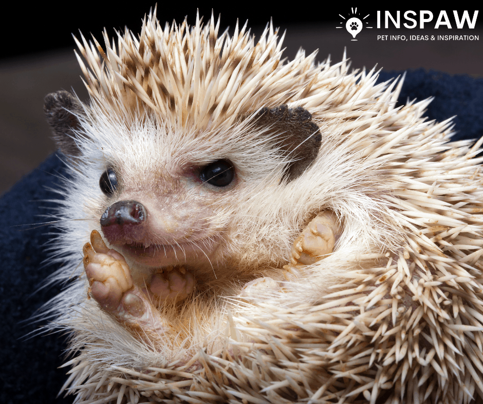 Prickly Pear Pedigree - Are Hedgehogs Rodents? | INSPAW