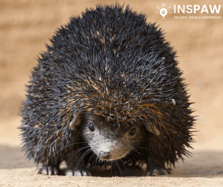 Prickly Pear Pedigree - Are Hedgehogs Rodents? | INSPAW