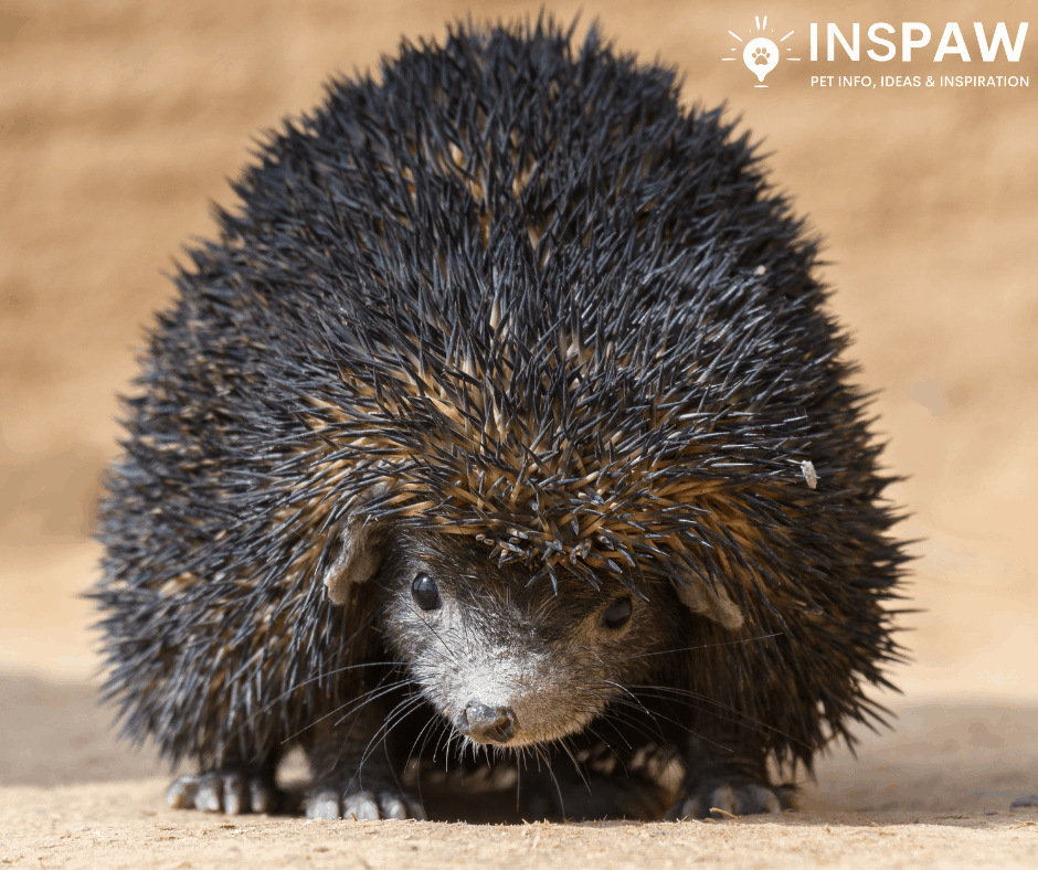 Prickly Pear Pedigree - Are Hedgehogs Rodents? | INSPAW