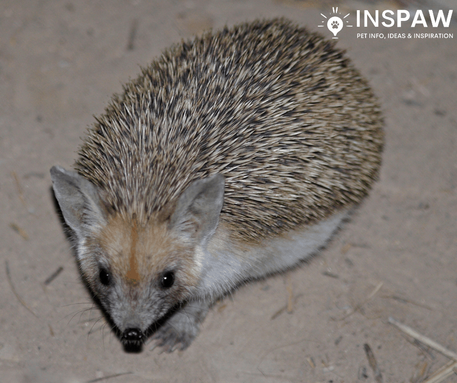 Prickly Pear Pedigree - Are Hedgehogs Rodents? | INSPAW
