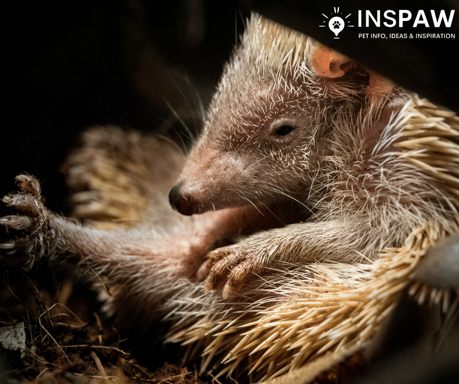 Prickly Pear Pedigree - Are Hedgehogs Rodents? | INSPAW